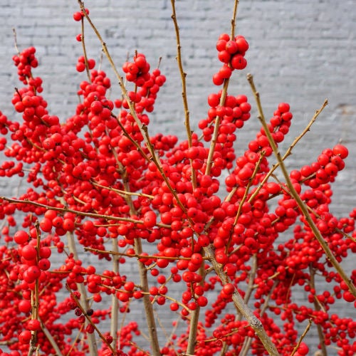 Winterberry Holly (Ilex verticillata) | Native Shrubs of Georgia ...