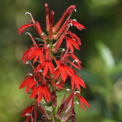 Cardinal Flower (Lobelia cardinalis) | Native Plants of Georgia ...
