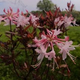 Native Azaleas of Georgia | Deciduous Azaleas | Cottage Garden Natives