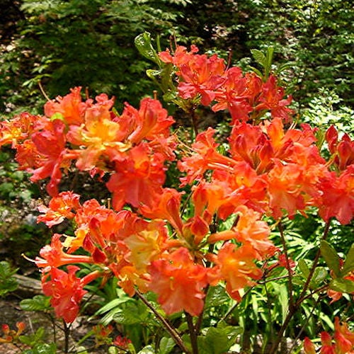 Oconee Azalea (Rhododendron flammeum) | Native Azaleas of Georgia ...