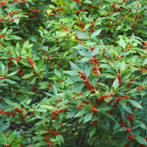 Winterberry Holly (Ilex verticillata) | Native Shrubs of Georgia ...