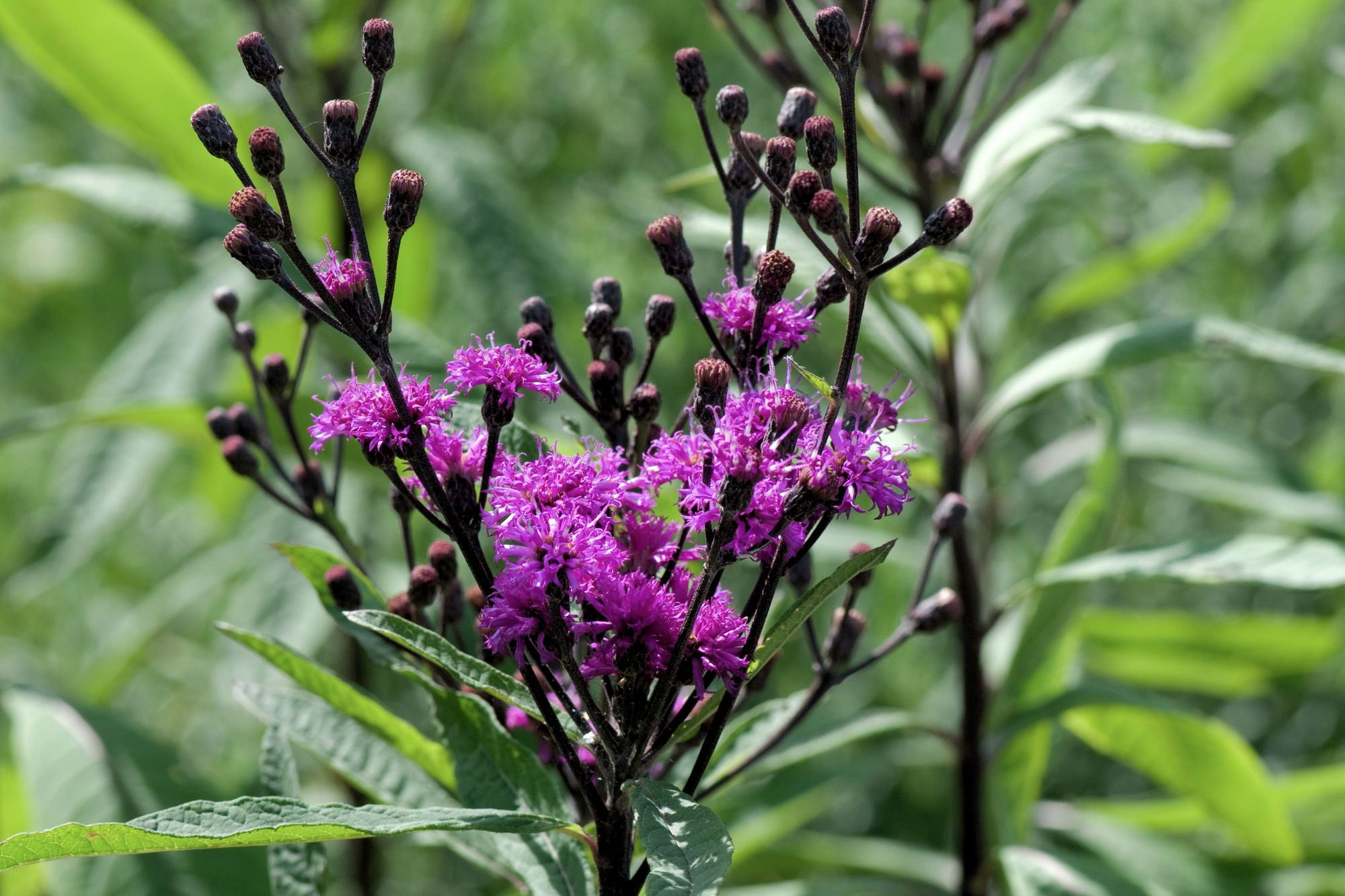Giant Ironweed (Vernonia gigantea) | Native Plants of Georgia | Cottage ...