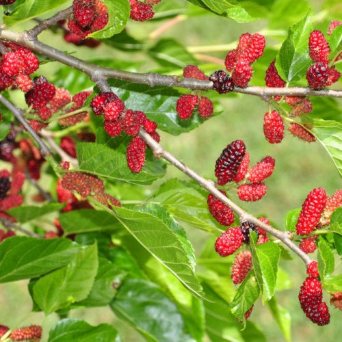 Red Mulberry (Morus rubra) | Native Trees of Georgia | Cottage Garden ...