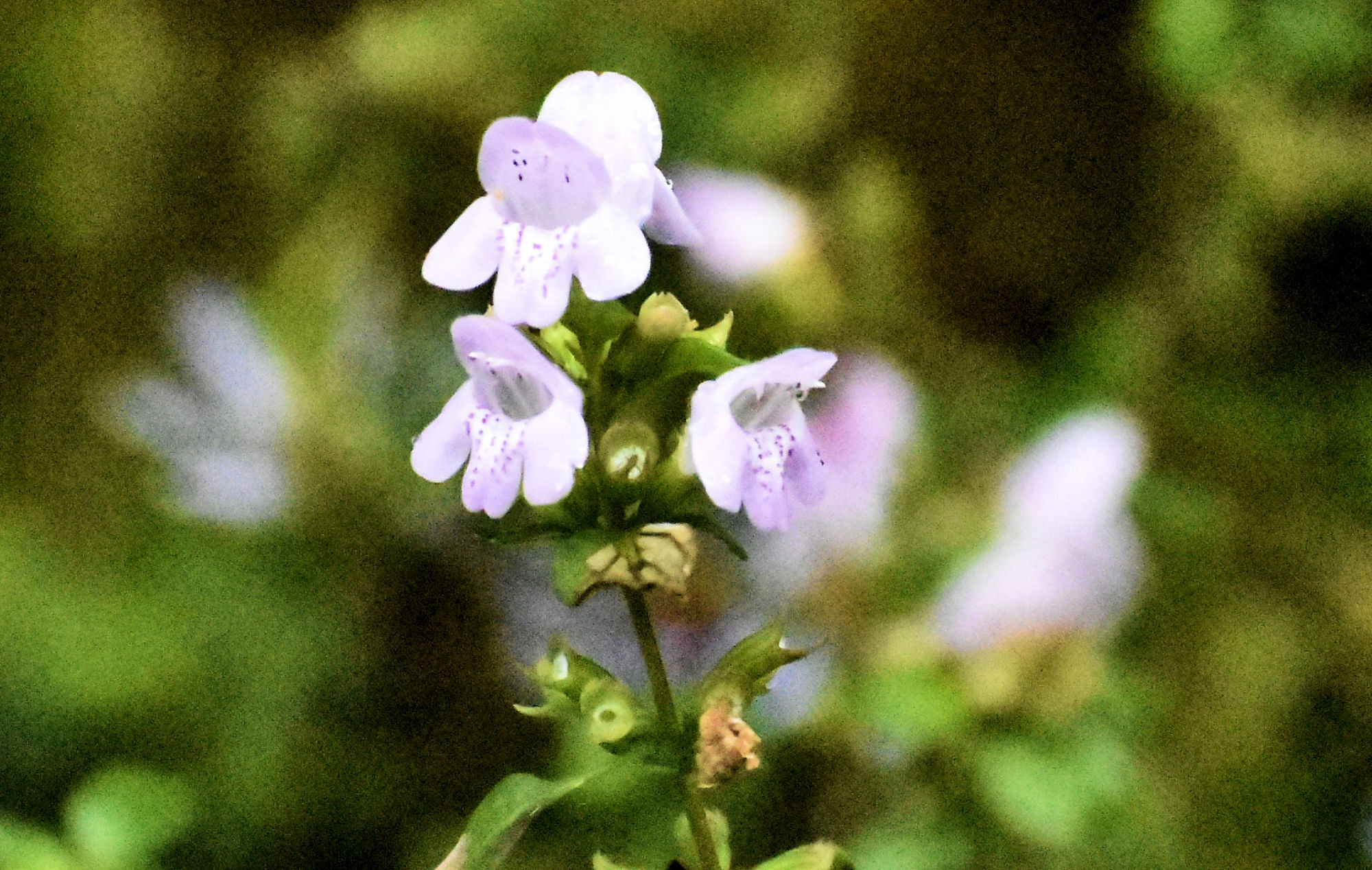 Georgia Calamint (Clinopodium georgianum) | Native Plants of Georgia ...