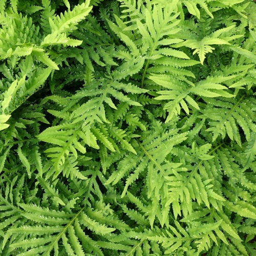 Sensitive Fern (Onoclea sensibilis) | Native Ferns of Georgia | Cottage ...