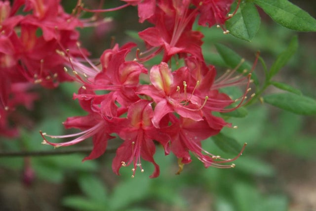 Native Azaleas of Georgia | Deciduous Azaleas | Cottage Garden Natives