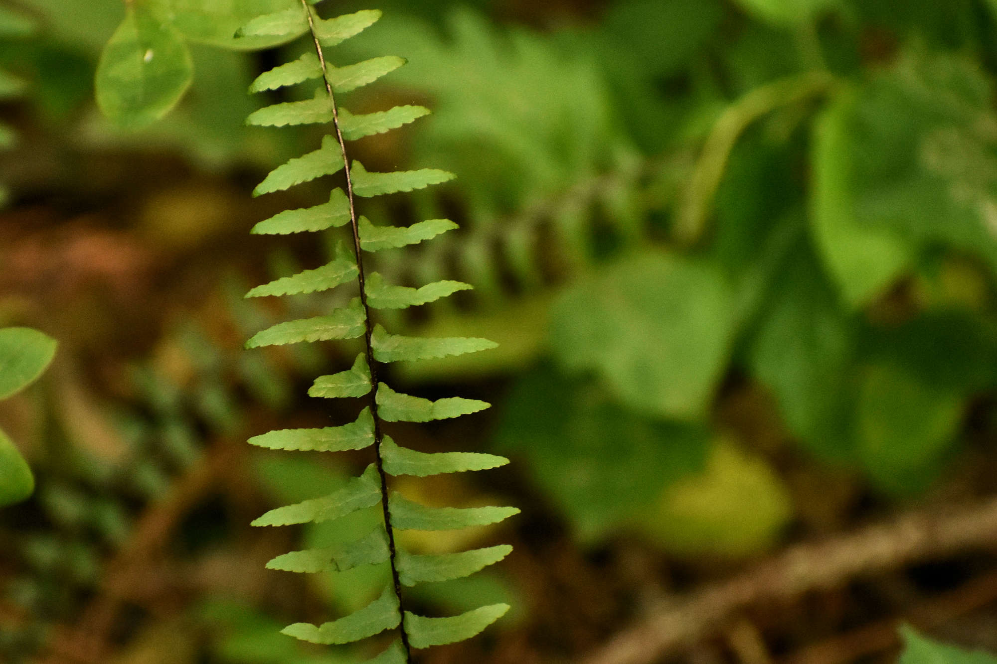 Ebony Spleenwort (Asplenium platyneuron) | Native Ferns of Georgia ...