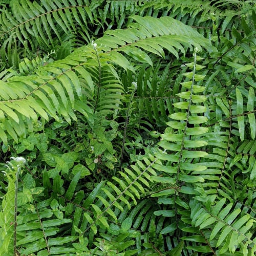 Christmas Fern (Polystichum acrostichoides) | Native Evergreen Ferns of ...