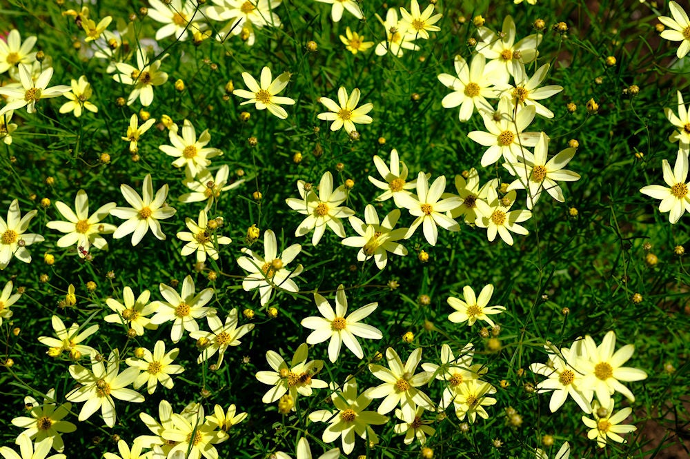 Coreopsis 'Moonbeam' (C. verticillata 'Moonbeam') | Native Plants of ...