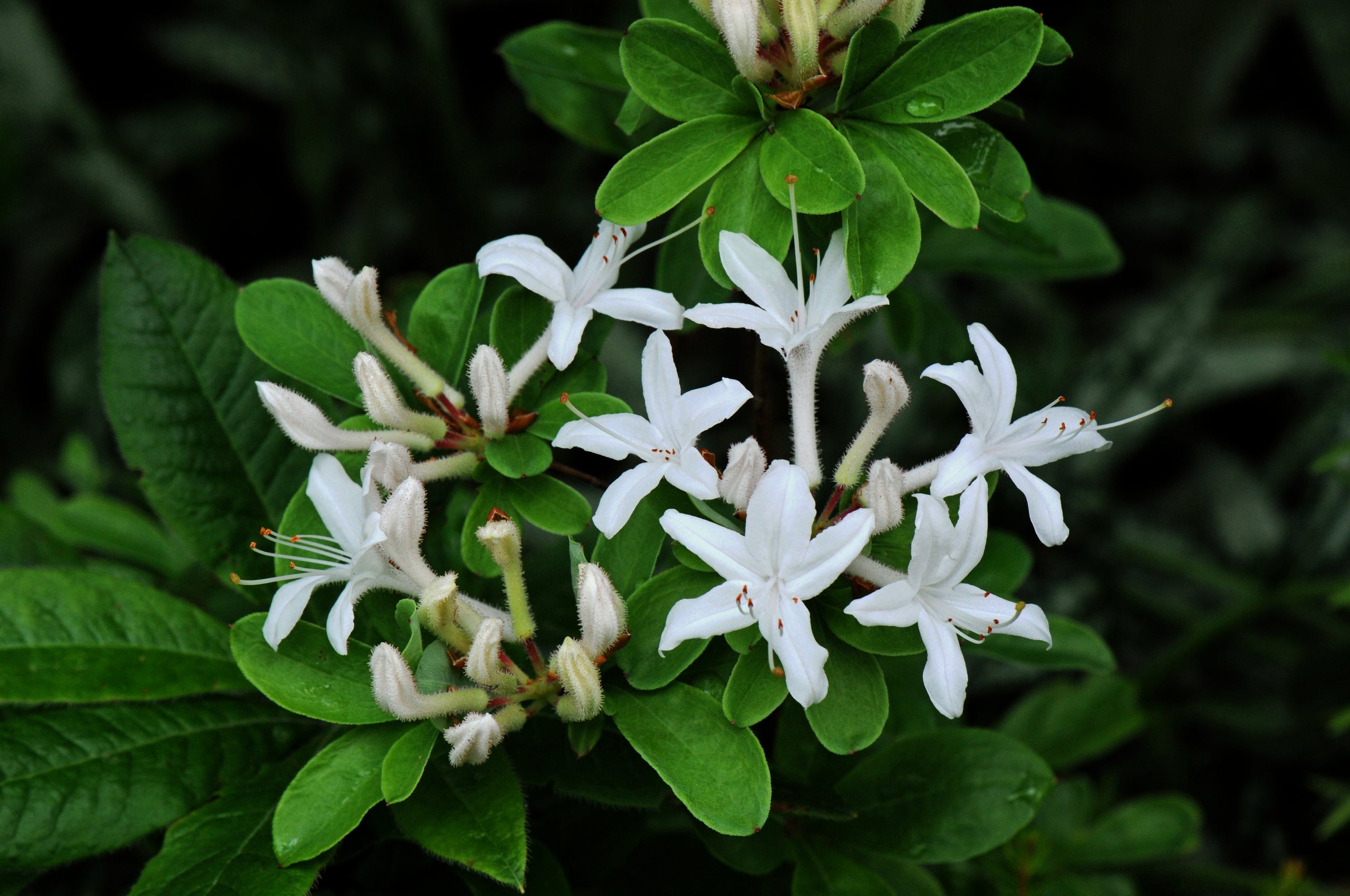 Native Azaleas of Georgia | Deciduous Azaleas | Cottage Garden Natives