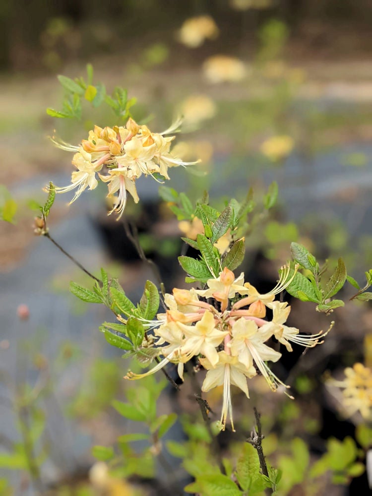 Yellow Delight Azalea (R. atlanticum x R. austrinum 'Yellow Delight ...