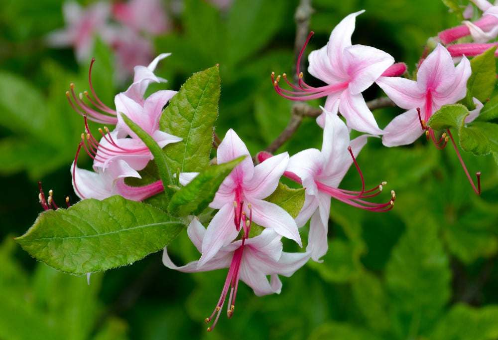 Piedmont Azalea (Rhododendron canescens) | Native Azaleas of Georgia ...