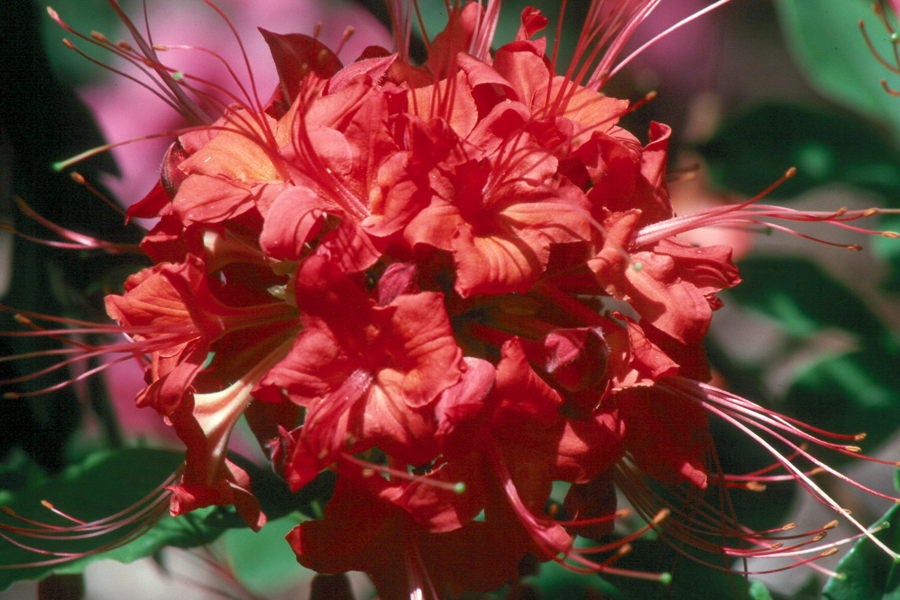 Native Azaleas of Georgia | Deciduous Azaleas | Cottage Garden Natives