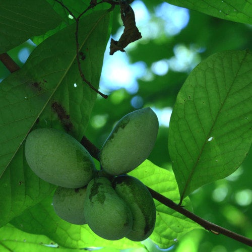Paw Paw (Asimina triloba) | Native Fruit Trees of Georgia | Cottage ...