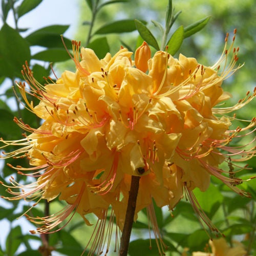 Earl's Gold Azalea (Rhododendron austrinum 'Earl's Gold') | Native ...