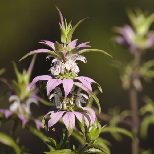 Spotted Bee Balm (Monarda punctata) | Native Plants of Georgia ...