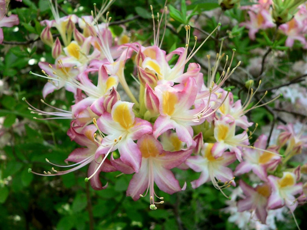 Candy Stripe Azalea (R. flammeum 'Candy Stripe') | Native Azaleas of ...