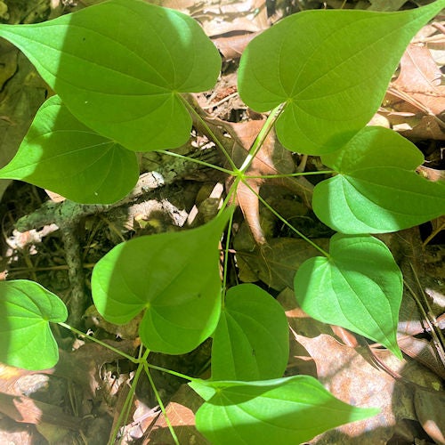 Wild Yam (Dioscorea villosa) | Native Vines of Georgia | Cottage Garden ...