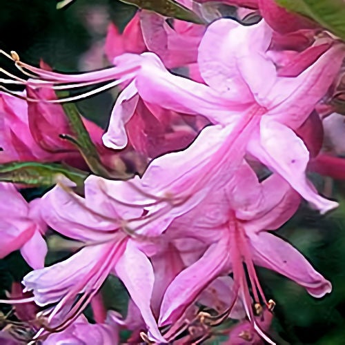 Phlox Pink Azalea (Rhododendron canescens 'Phlox Pink') | Deciduous ...