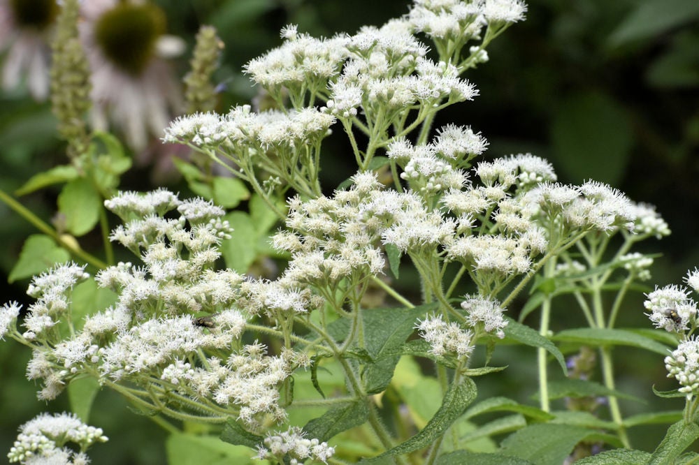 Common Boneset (Eupatorium perfoliatum) | Native Plants of Georgia ...