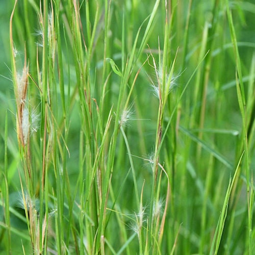 Broomsedge (Andropogon virginicus) | Native Grasses of Georgia ...