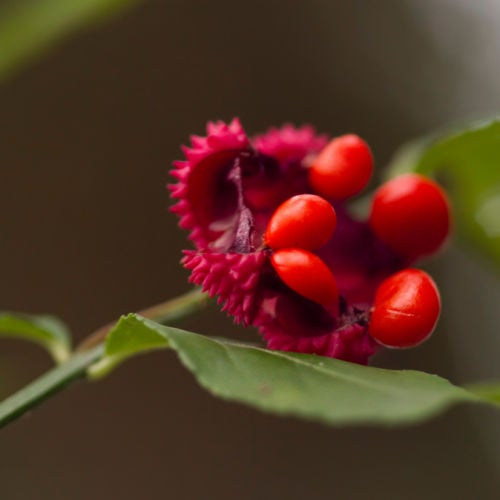 Strawberry Bush (Euonymus americanus) | Native Shrubs of Georgia ...