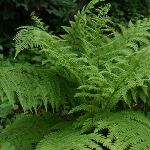 Southern Lady Fern (Athyrium filix-femina ssp. asplenioides) | Native ...