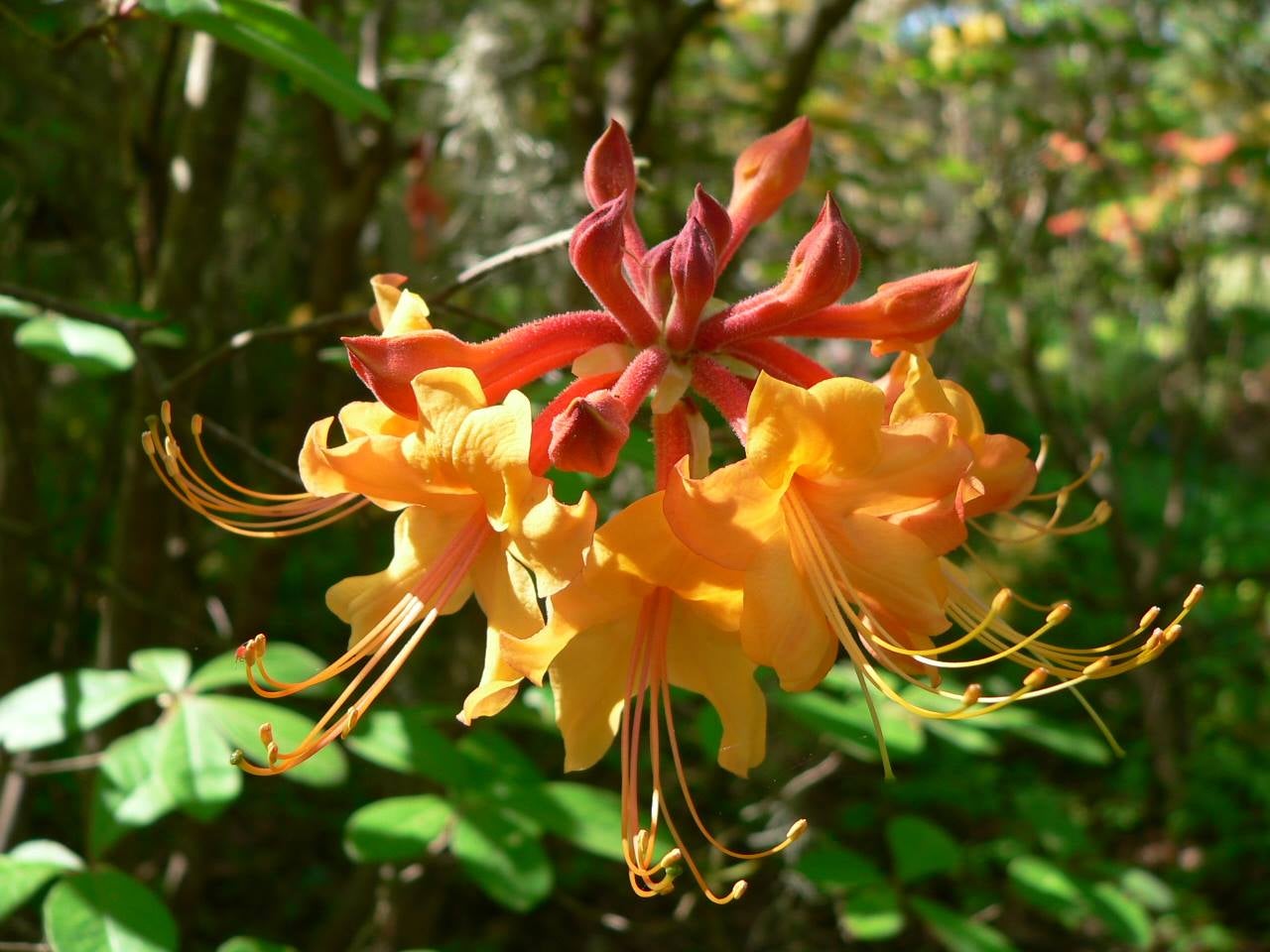 Florida Flame Azalea (Rhododendron austrinum) | Native Azaleas of ...