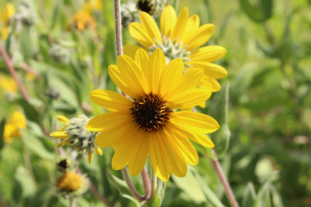 Downy Sunflower (Helianthus mollis) | Native Perennials of Georgia ...