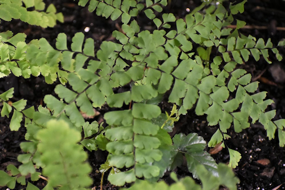 Northern Maidenhair Fern (Adiantum pedatum) | Native Ferns of Georgia ...
