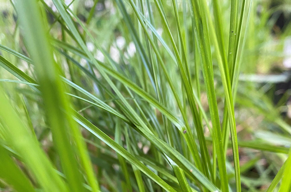 Shallow Sedge (Carex lurida) | Native Sedges of Georgia | Cottage ...