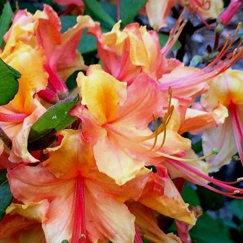 Tallulah Sunrise Azalea (R. austrinum 'Tallulah Sunrise') | Native ...