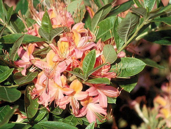 Pink Ember Native Azalea | Deciduous Azaleas | Cottage Garden Natives ...