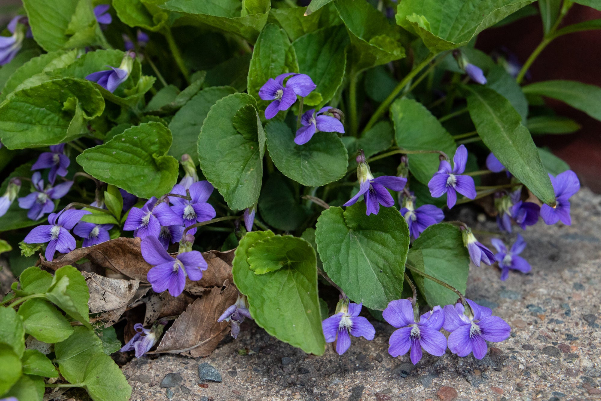Meadow Violet (Viola sororia) | Native Plants of Georgia | Cottage ...