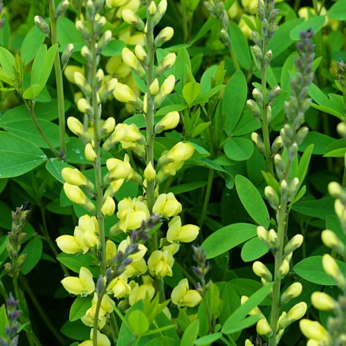 Yellow Wild Indigo (Baptisia tinctoria) | Native Plants of Georgia ...