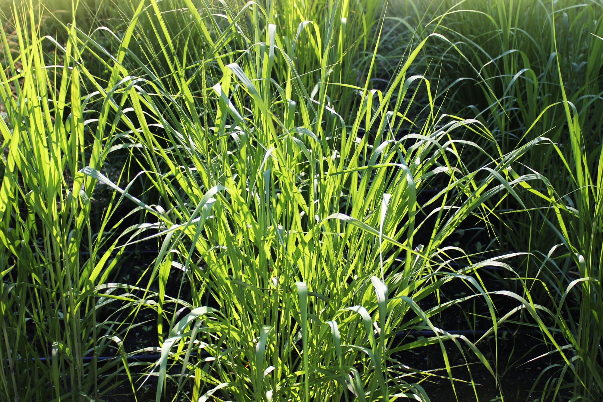 Switchgrass (Panicum virgatum) | Native Grasses of Georgia | Cottage ...