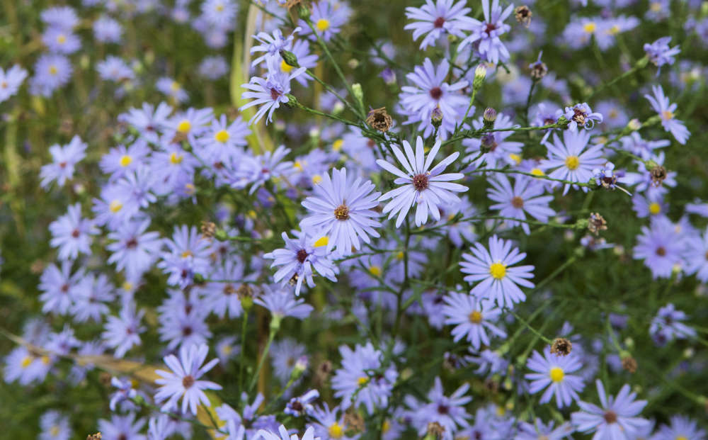 Sky Blue Aster (Symphyotrichum oolentangiense) | Native Plants of ...