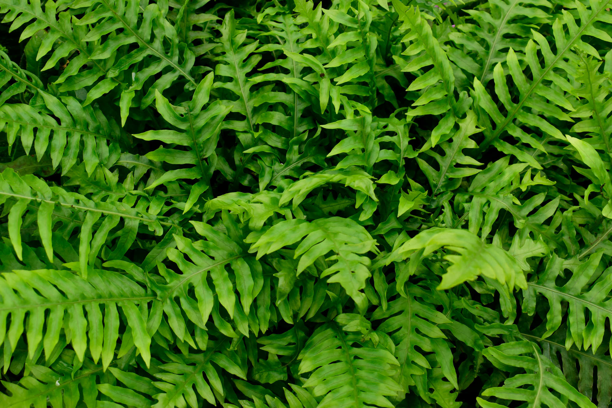 Netted Chain Fern (Woodwardia areolata) | Native Ferns of Georgia ...
