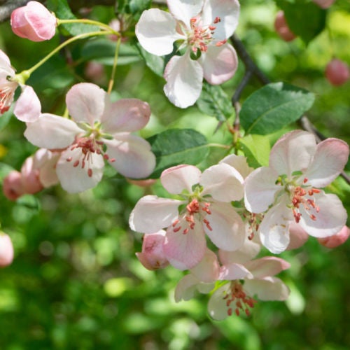 Southern Crabapple (Malus angustifolia) | Native Trees of Georgia ...