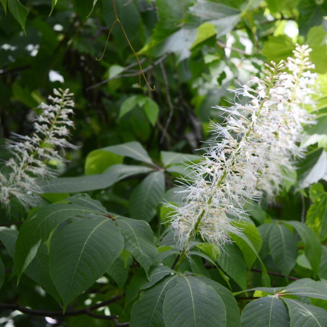 Bottlebrush Buckeye (Aesculus parviflora) | Native Shrubs of Georgia ...