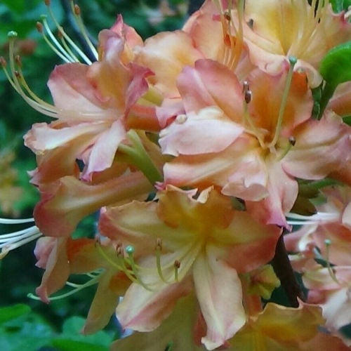 Rebecca Ann Azalea (R. austrinum 'Rebecca Ann') | Native Azaleas of ...