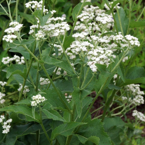 Wild Quinine (Parthenium integrifolium) | Native Plants of Georgia ...