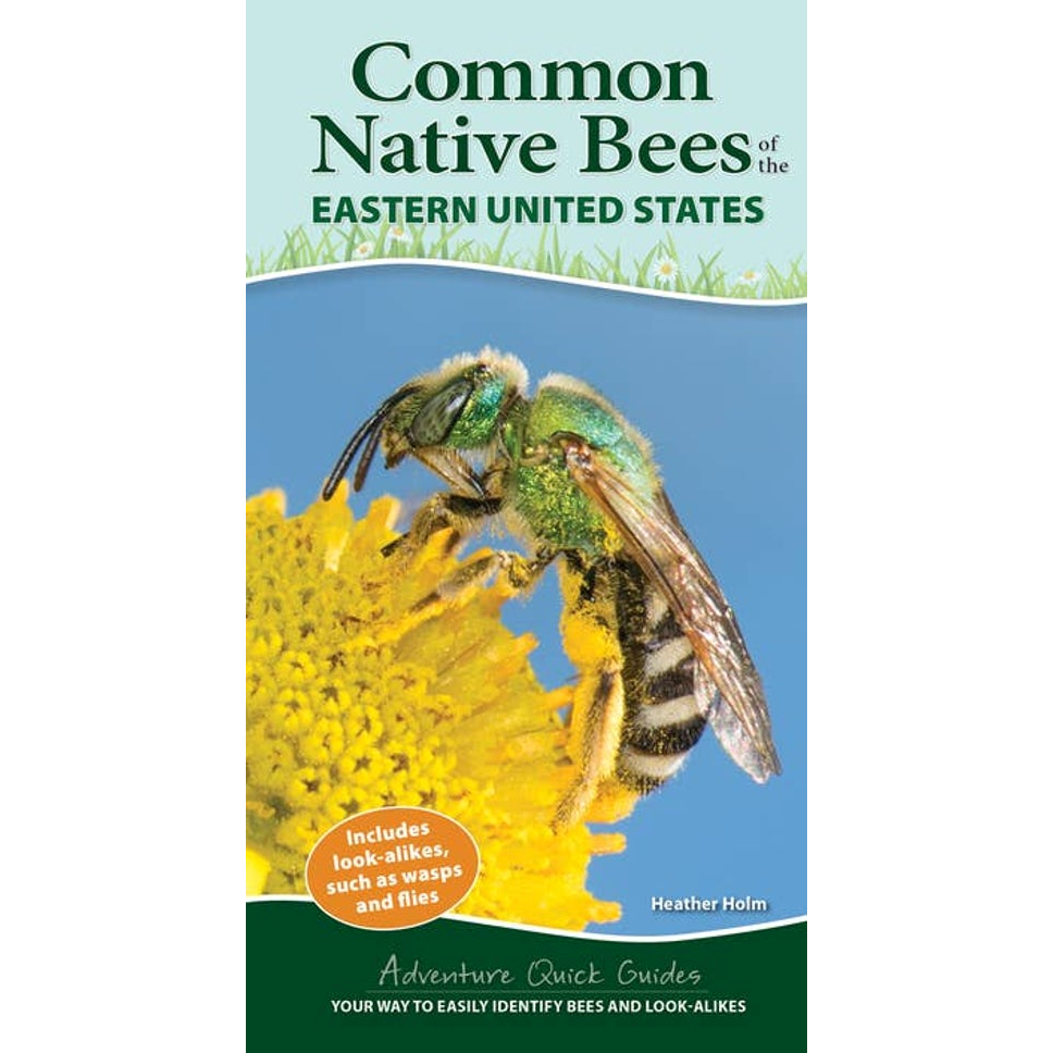 Common Native Bees of the Eastern US Quick Guide | Cottage Garden Natives