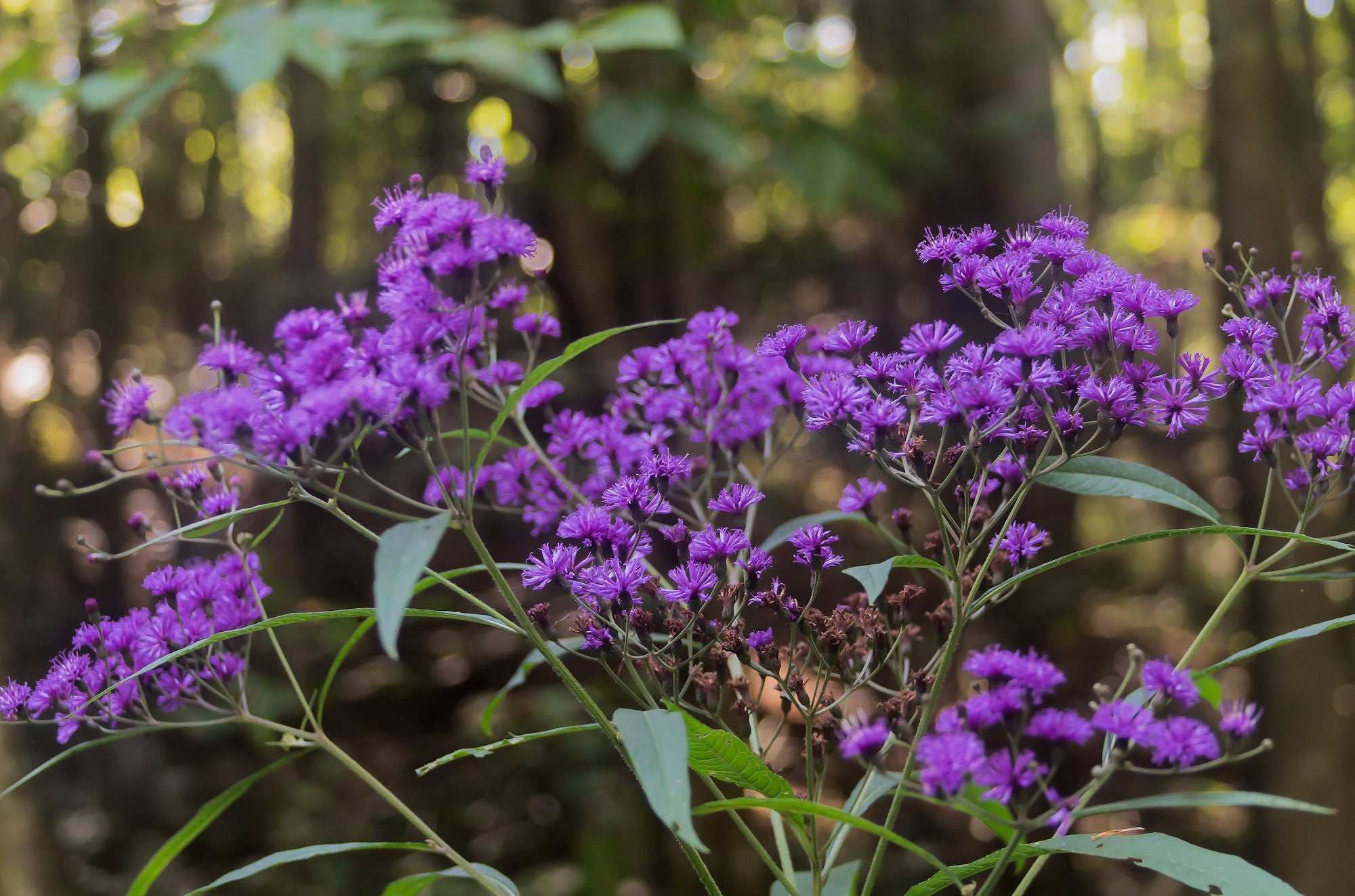 New York Ironweed (Vernonia noveboracensis) | Native Plants of Georgia ...