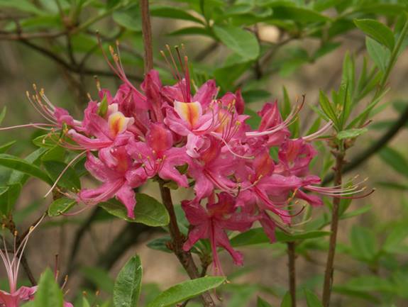 Magenta Rose Azalea (Rhododendron flammeum "Magenta Rose') | Native ...