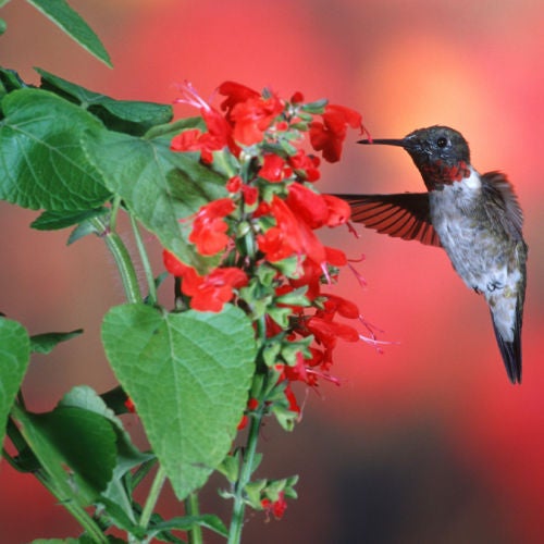 Scarlet Sage (Salvia coccinea) | Native Plants of Georgia | Cottage ...