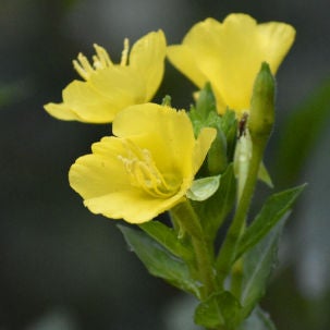 Common Evening Primrose (Oenothera biennis) | Native Plants of Georgia ...