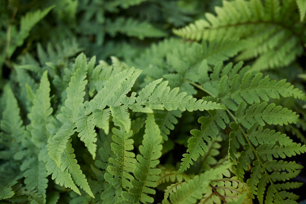 Marginal Wood Fern (Dryopteris marginalis) | Native Evergreen Ferns of ...