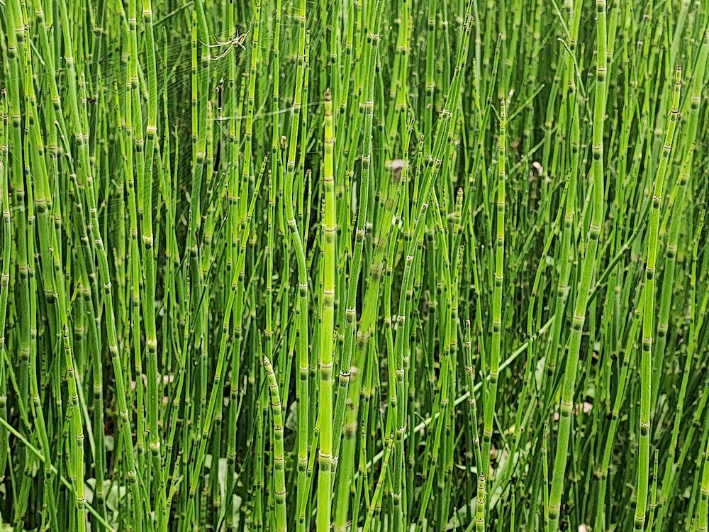 Scouring Rush Horsetail (Equisetum hyemale) | Native Rushes of Georgia ...