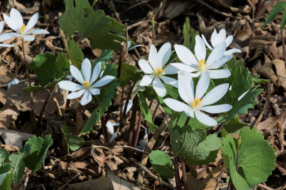 Bloodroot (Sanguinaria canadensis) | Native Plants of Georgia | Cottage ...
